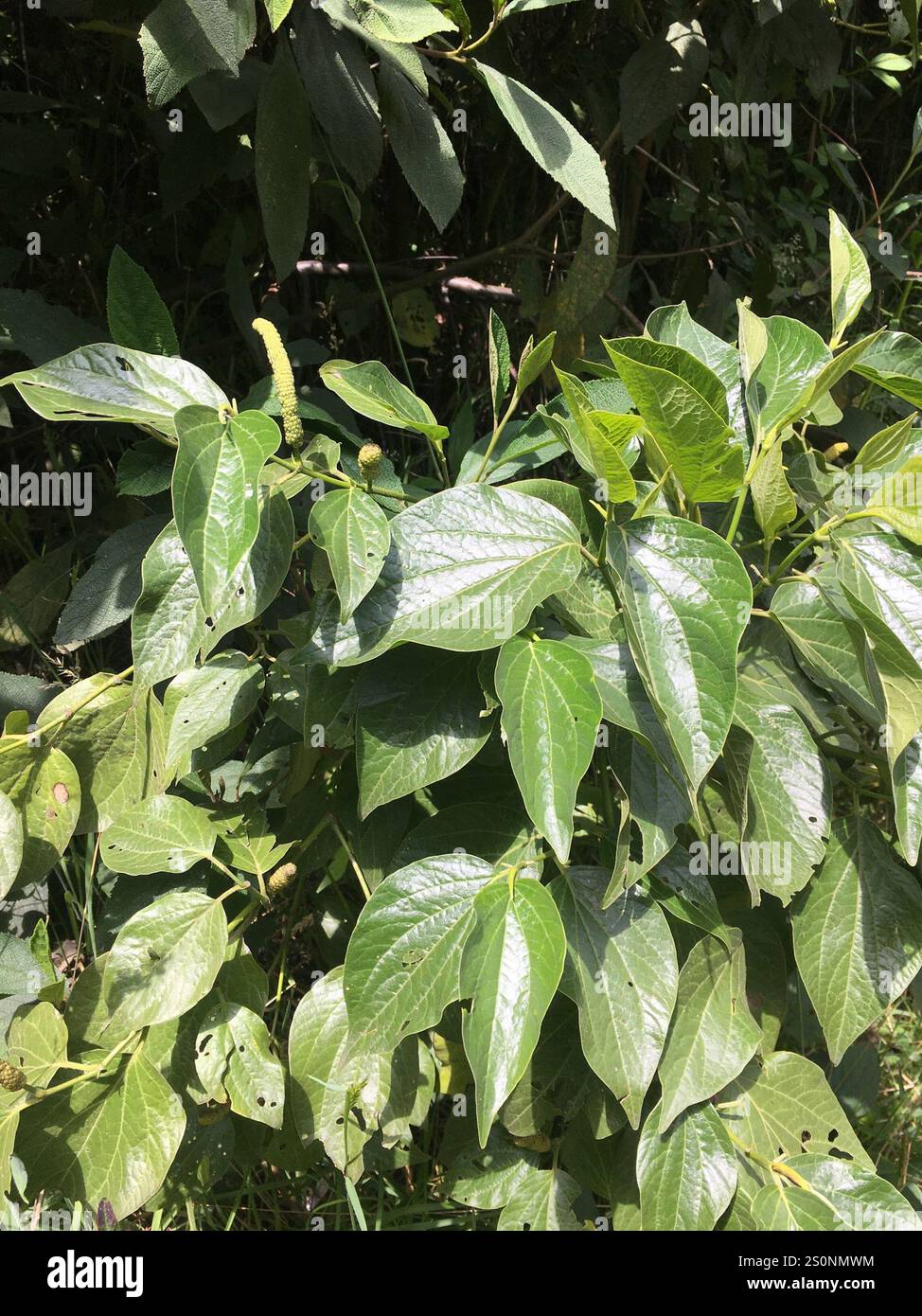 pepper plants (Piper Stock Photo - Alamy