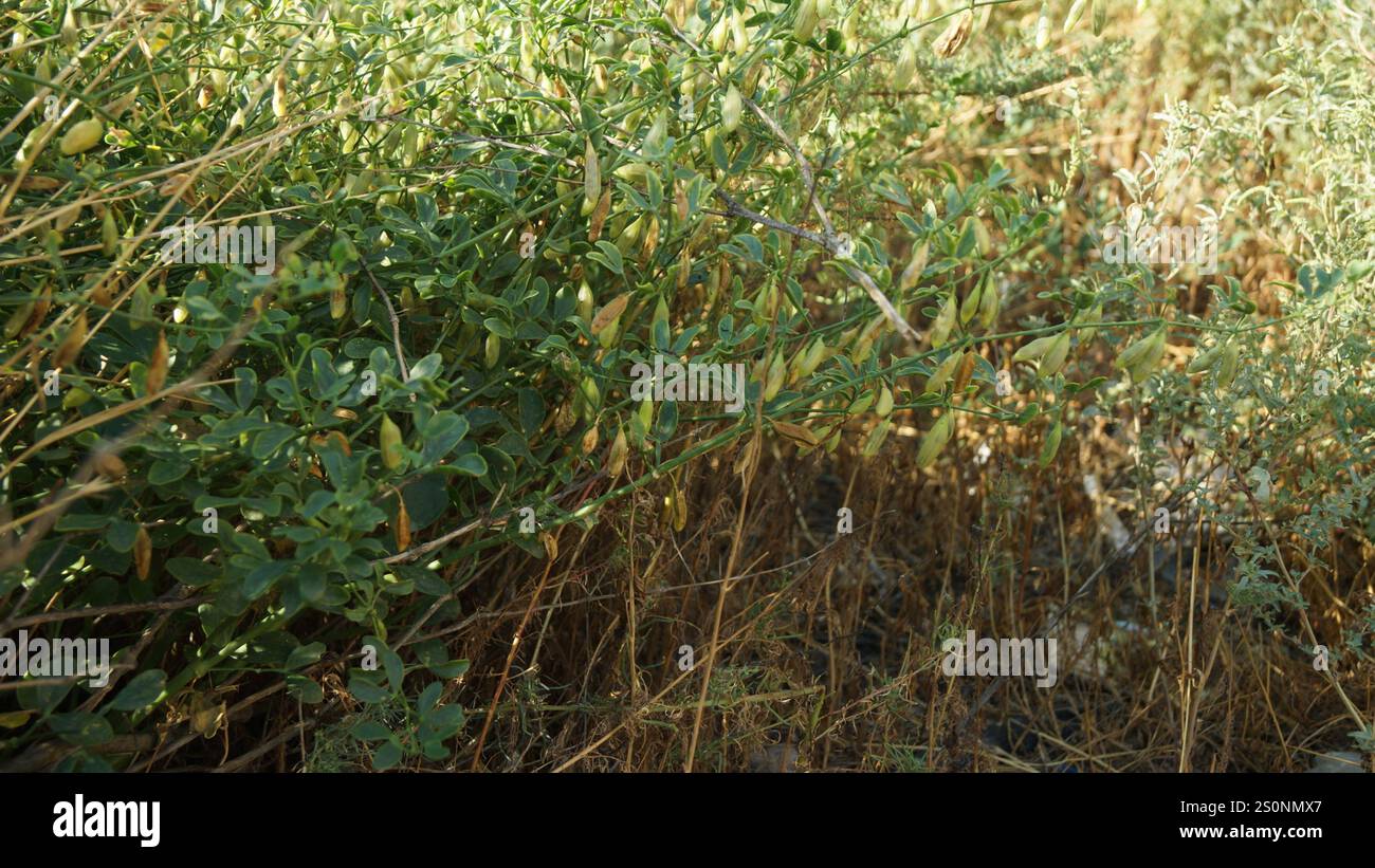 Syrian bean-caper (Zygophyllum fabago Stock Photo - Alamy