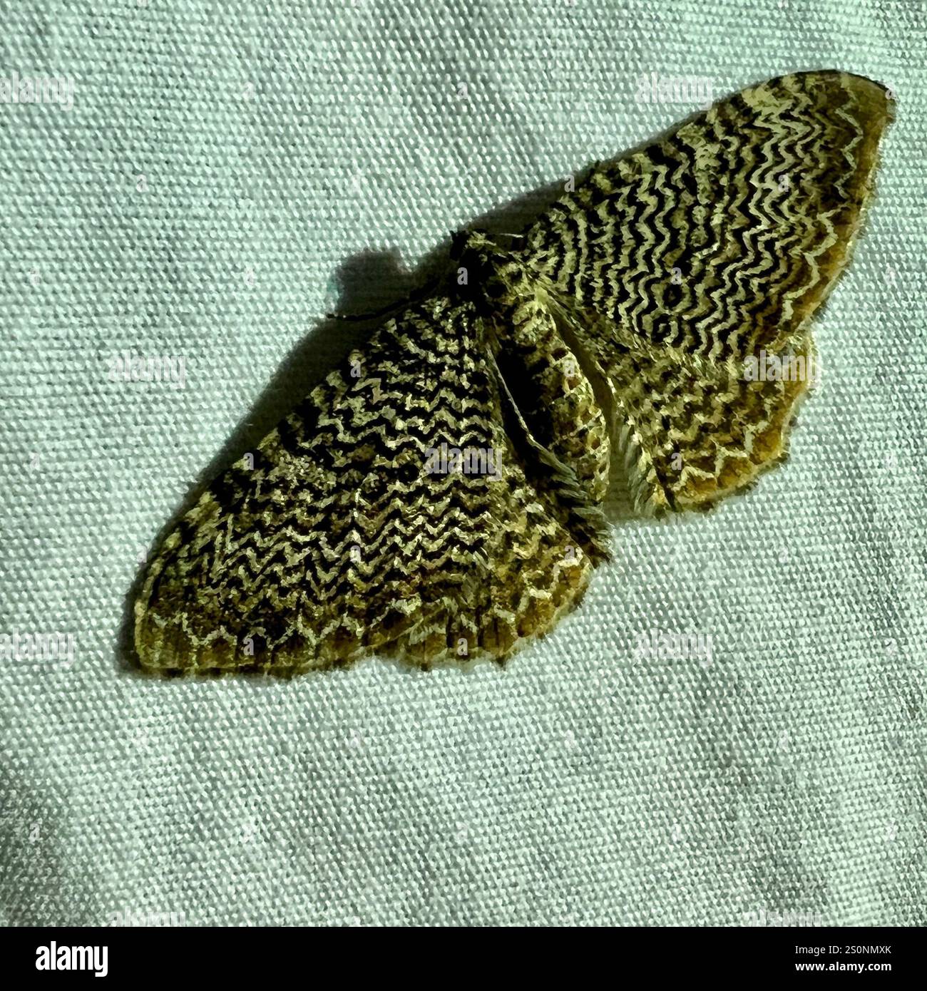 Scallop Shell Moths (Hydria undulata Stock Photo - Alamy