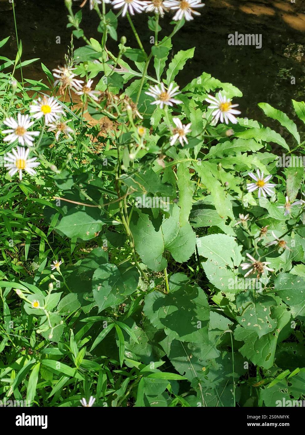 Common Blue Wood Aster (Symphyotrichum cordifolium Stock Photo - Alamy