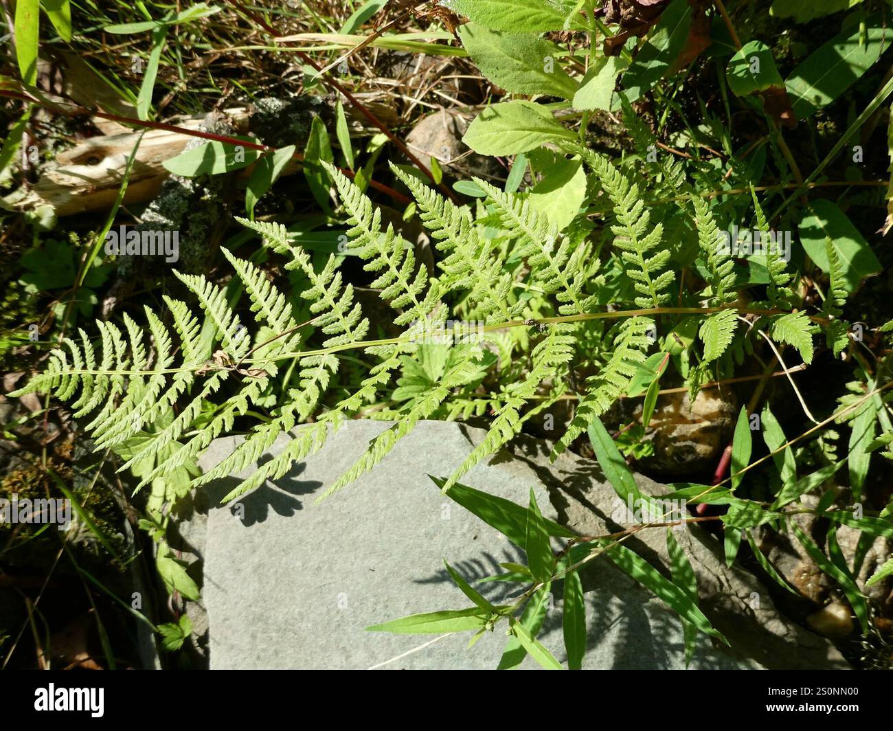 northern lady fern (Athyrium angustum Stock Photo - Alamy