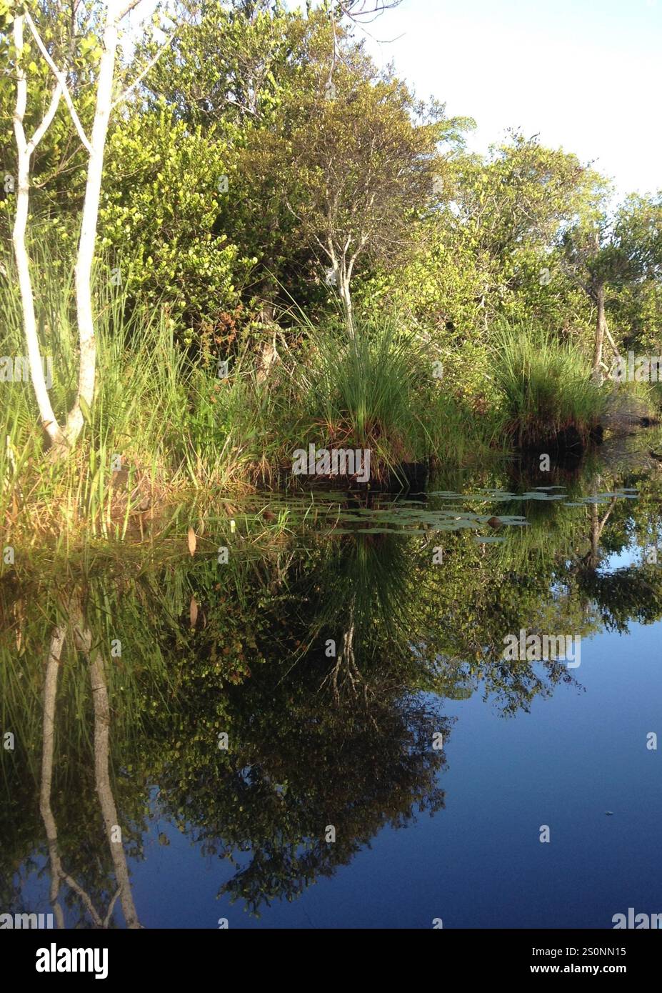 grasses, sedges, cattails, and allies (Poales Stock Photo - Alamy