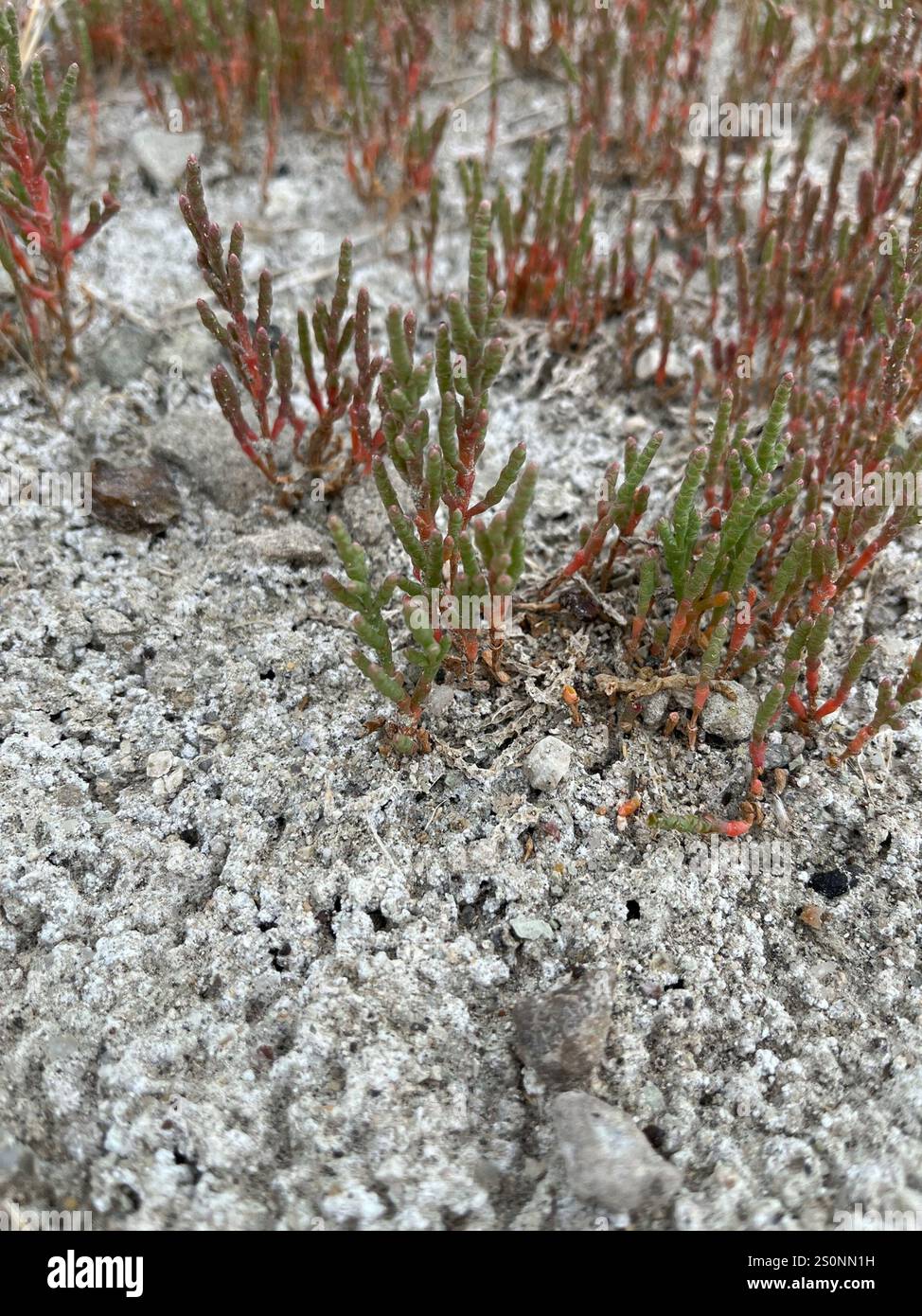 red glasswort (Salicornia rubra Stock Photo - Alamy