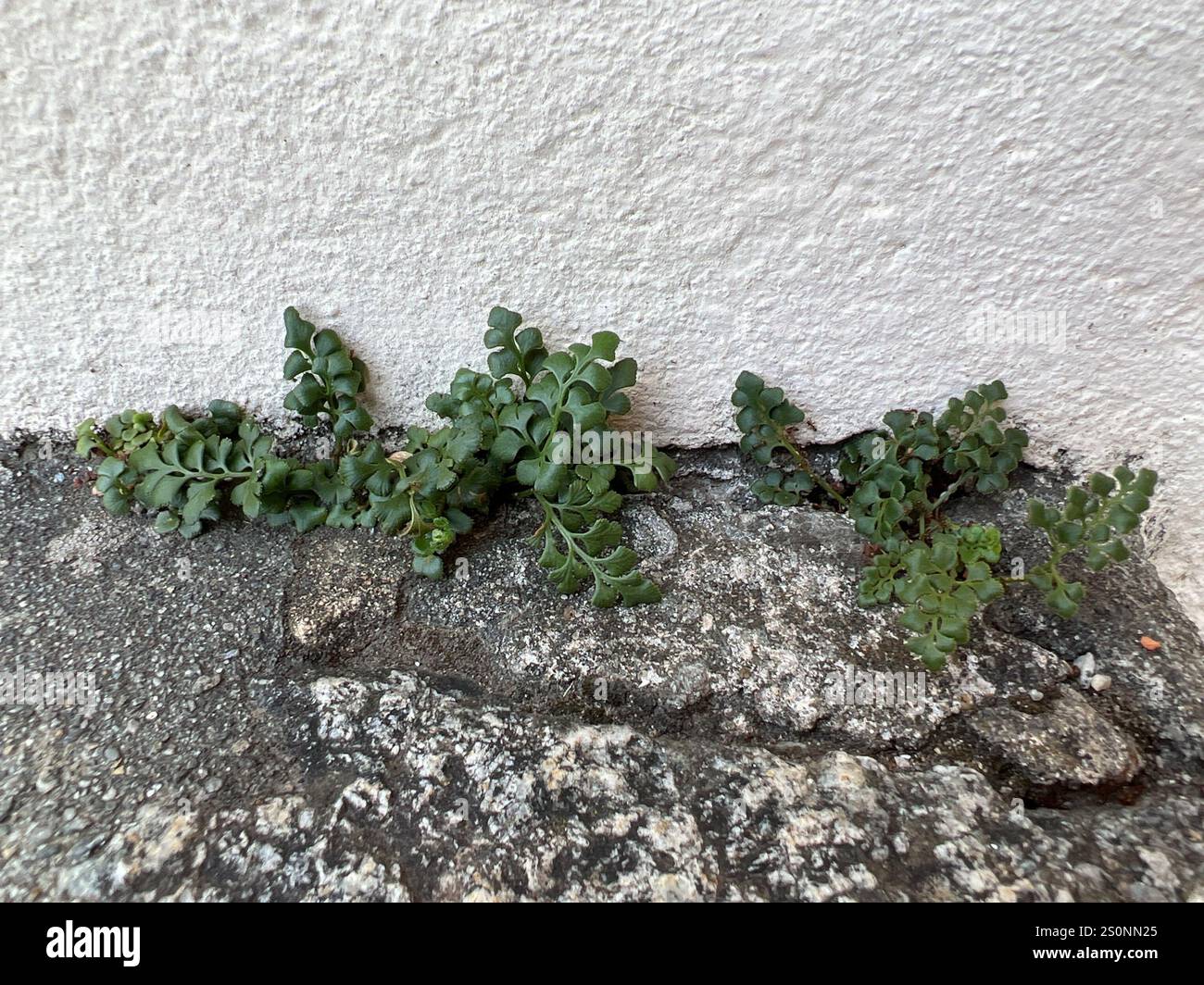 wall-rue (Asplenium ruta-muraria Stock Photo - Alamy