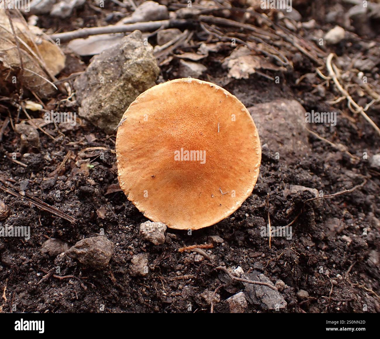 cinnabar powdercap (Cystodermella cinnabarina Stock Photo - Alamy