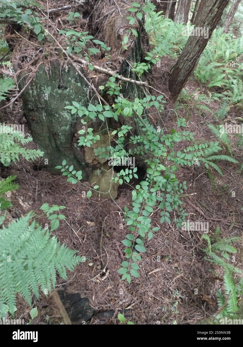 western burning bush (Euonymus occidentalis Stock Photo - Alamy