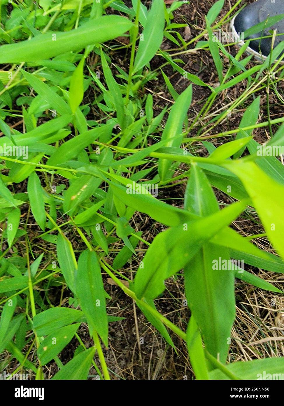 Japanese stiltgrass (Microstegium vimineum Stock Photo - Alamy
