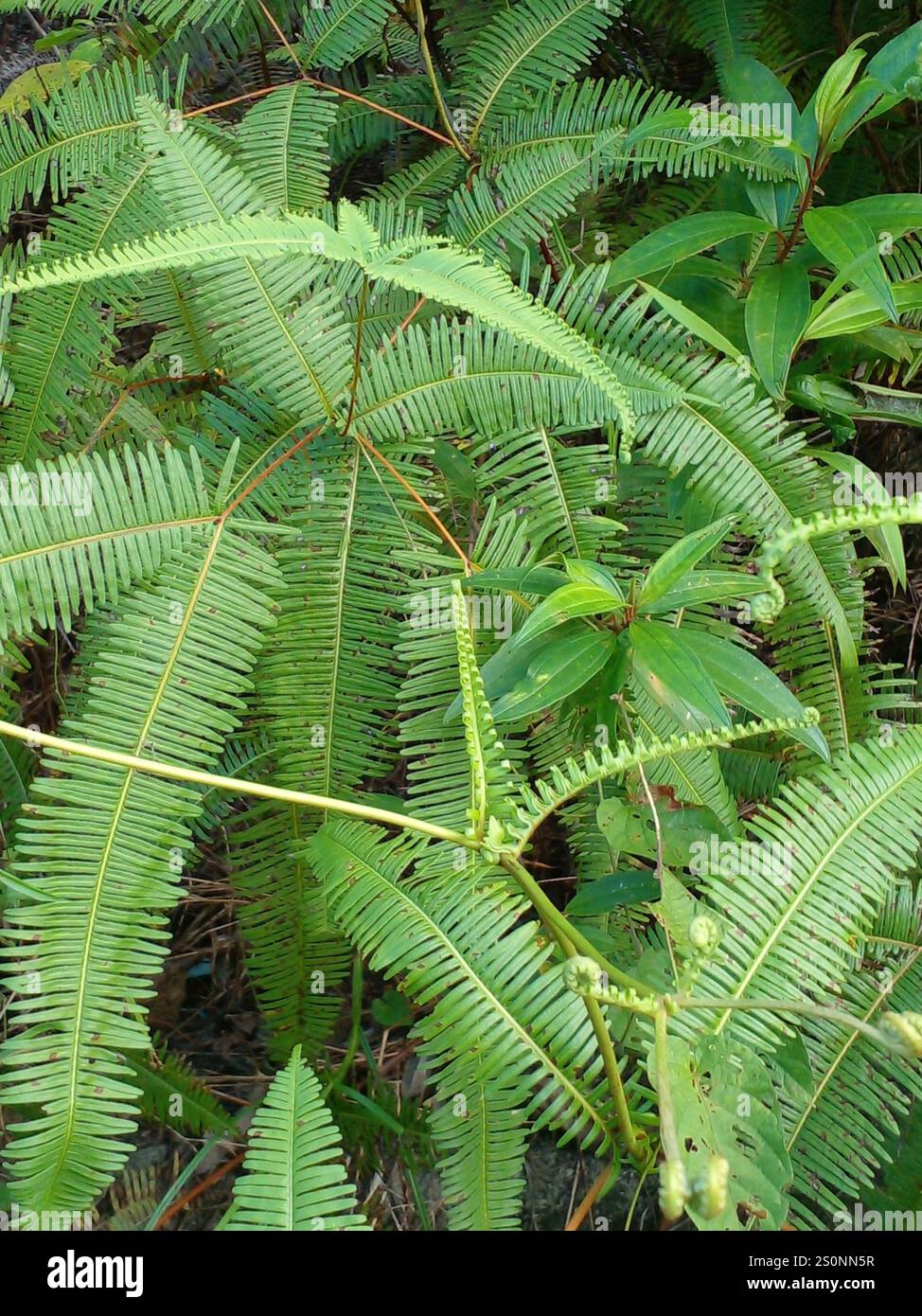 false staghorn fern (Dicranopteris linearis Stock Photo - Alamy
