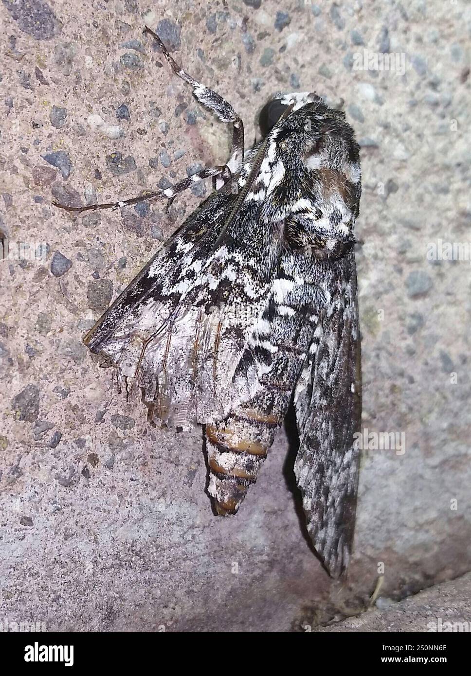 Rustic Sphinx (Manduca rustica Stock Photo - Alamy