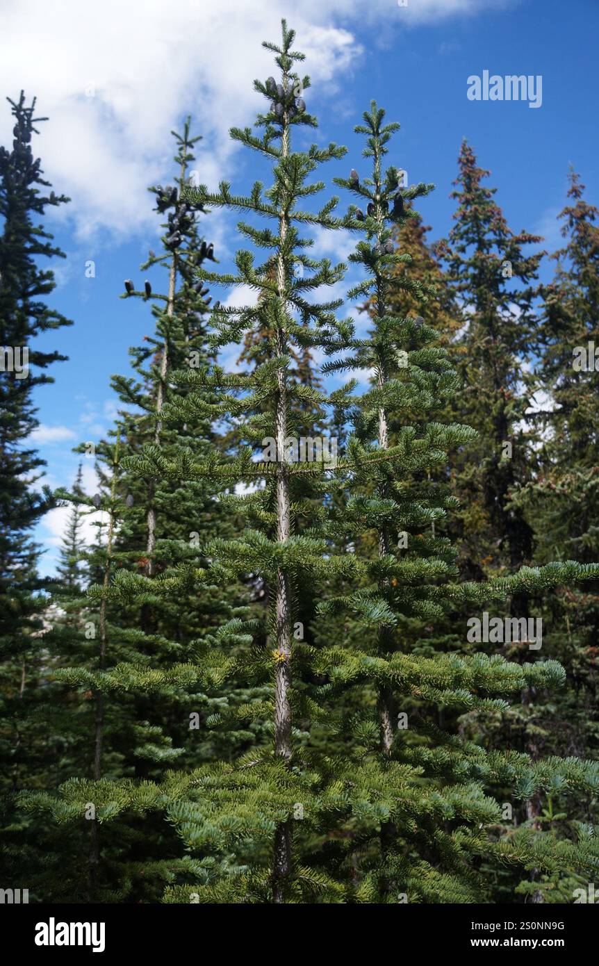 subalpine fir (Abies lasiocarpa Stock Photo - Alamy