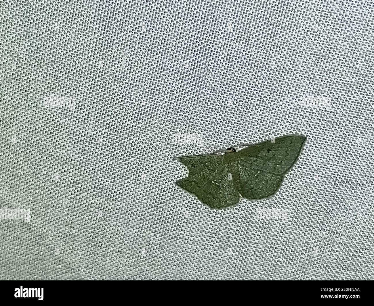 Geometer Moths (Geometridae Stock Photo - Alamy