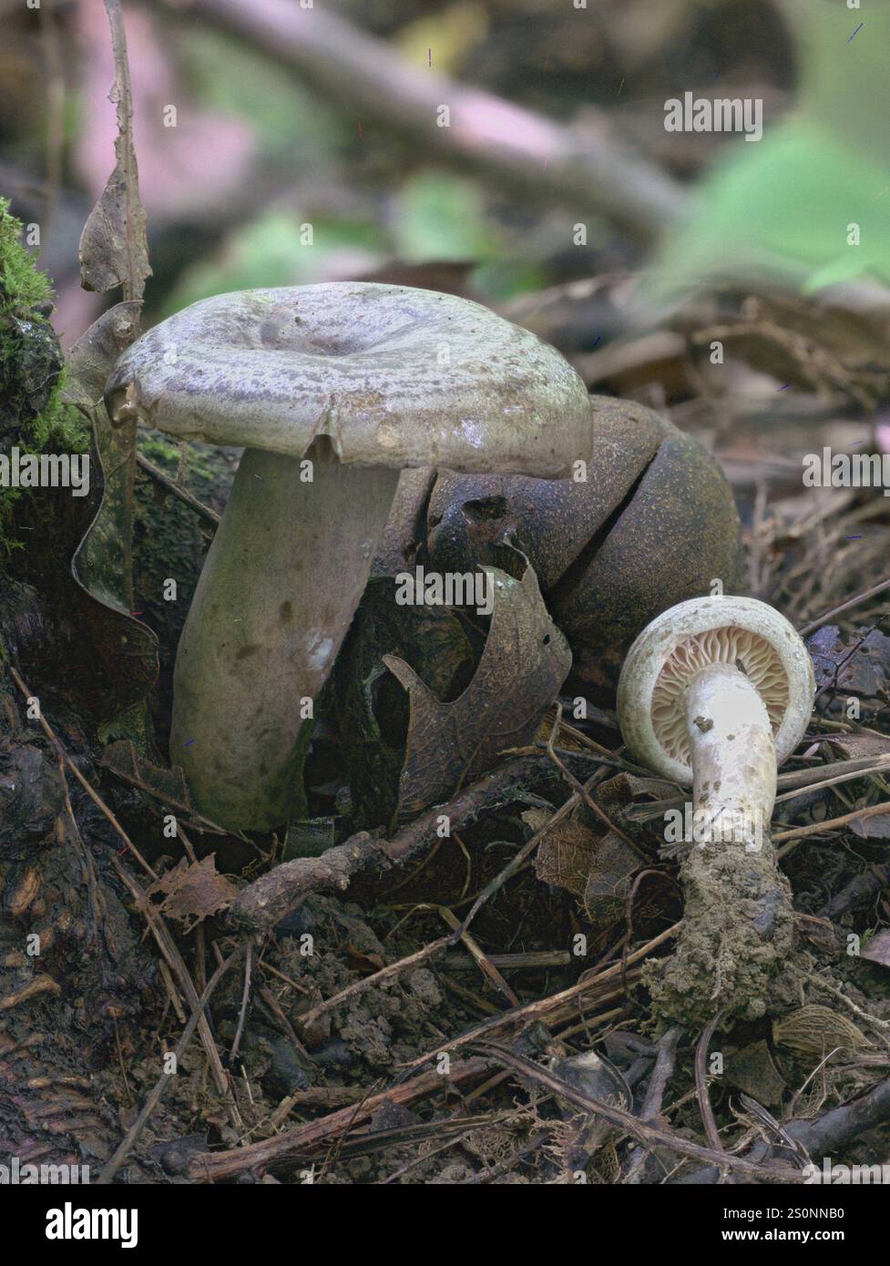 Fire-milk Lactarius (Lactarius pyrogalus Stock Photo - Alamy