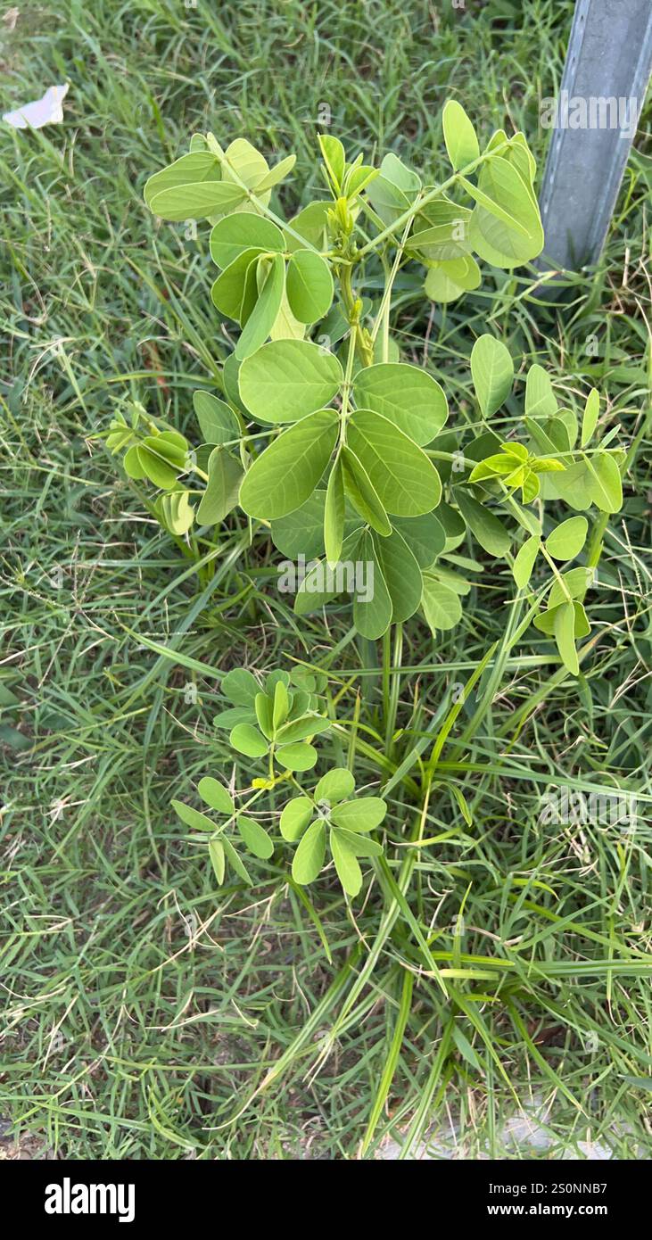 American Sicklepod (Senna obtusifolia Stock Photo - Alamy