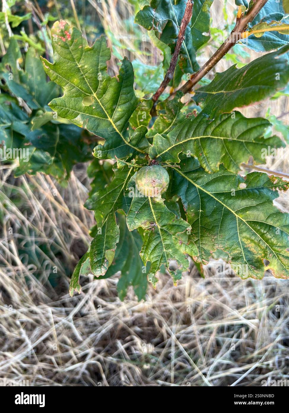 Oak Marble Gall Wasp (Andricus kollari Stock Photo - Alamy