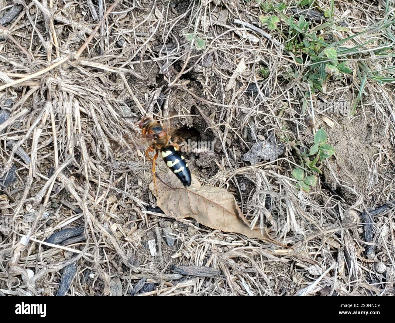 Eastern Cicada-killer Wasp (Sphecius speciosus Stock Photo - Alamy