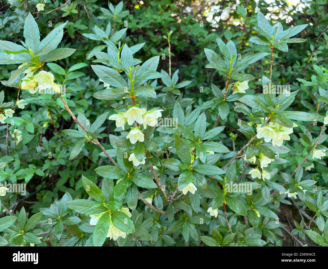 White-flowered Rhododendron (Rhododendron albiflorum Stock Photo - Alamy