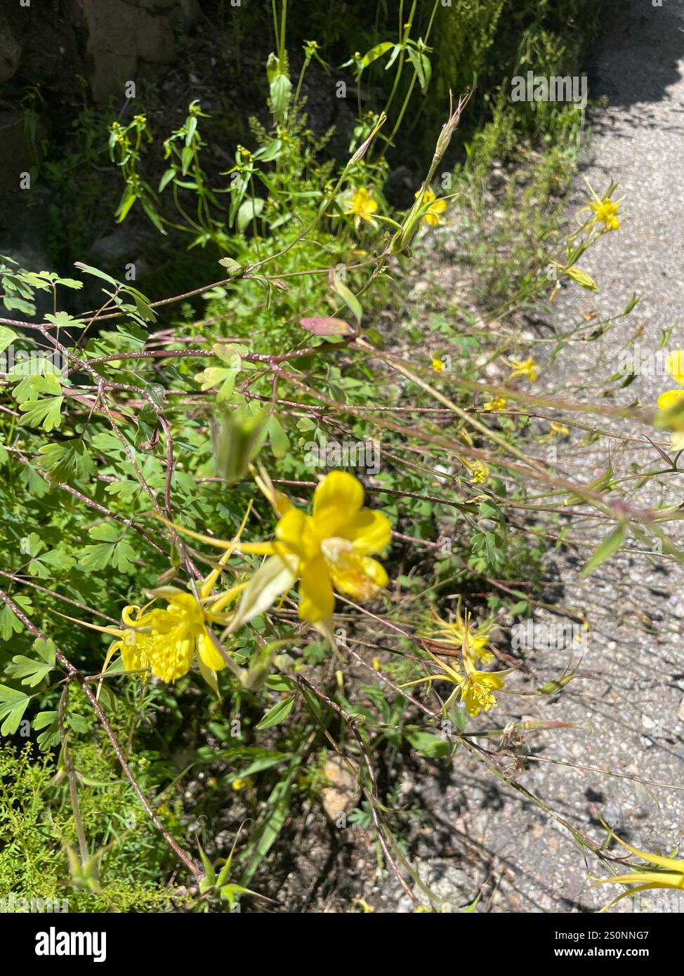 golden columbine (Aquilegia chrysantha Stock Photo - Alamy