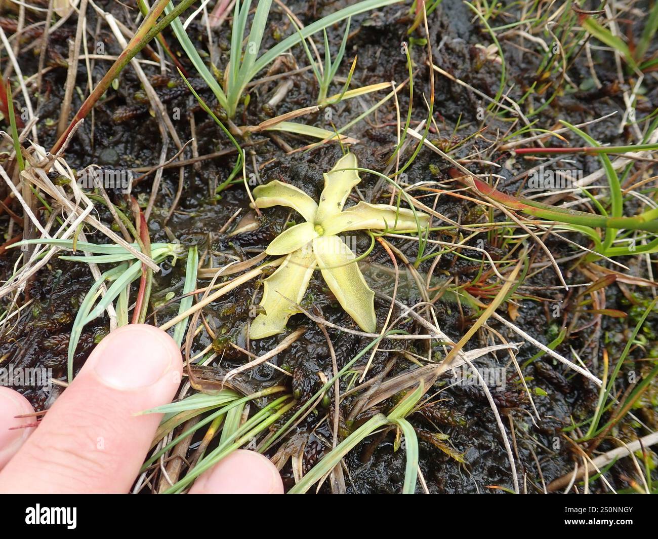 Common Butterwort (Pinguicula vulgaris Stock Photo - Alamy