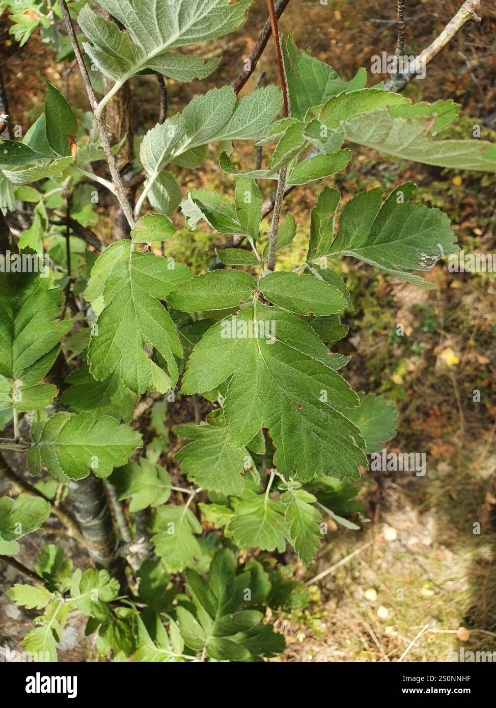 Swedish Service-tree (Hedlundia hybrida Stock Photo - Alamy
