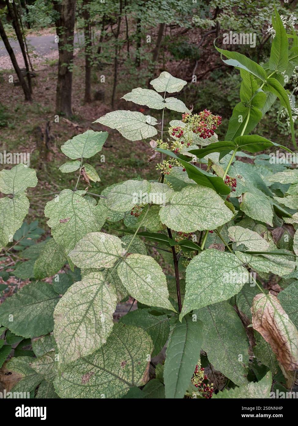 American spikenard (Aralia racemosa Stock Photo - Alamy