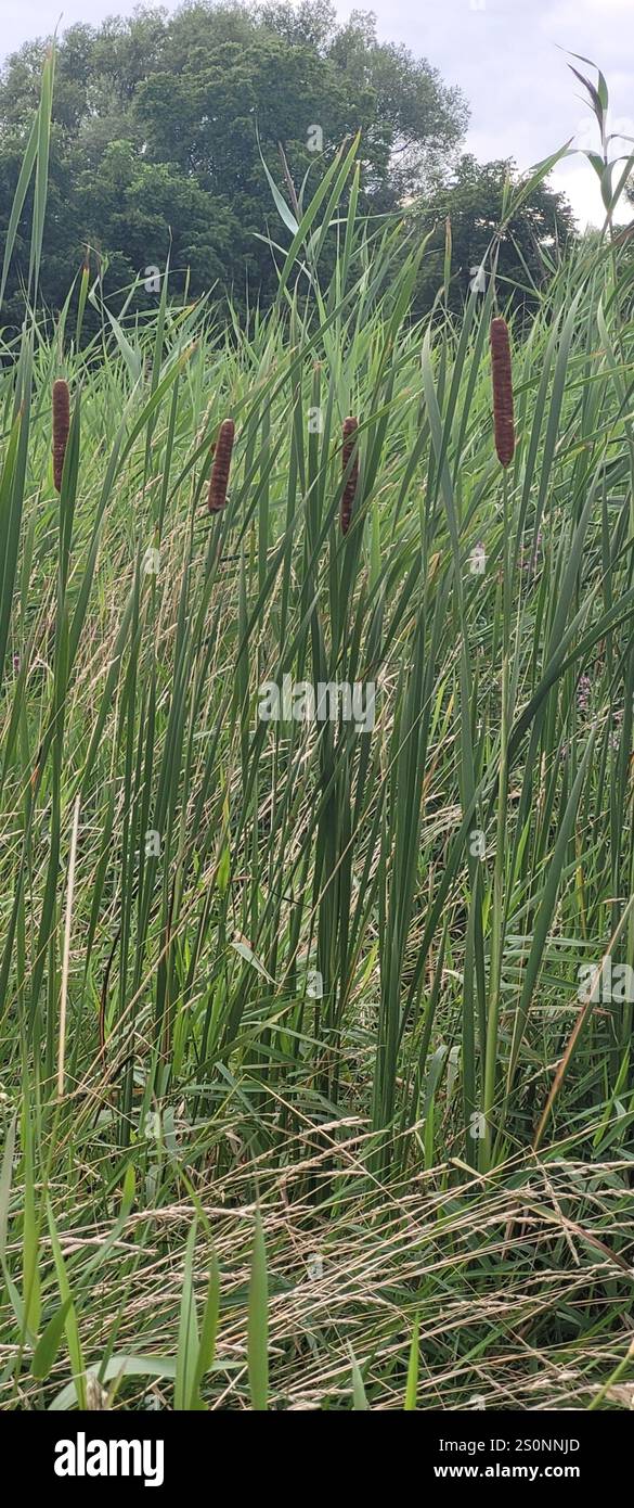 narrow-leaved cattail (Typha angustifolia Stock Photo - Alamy