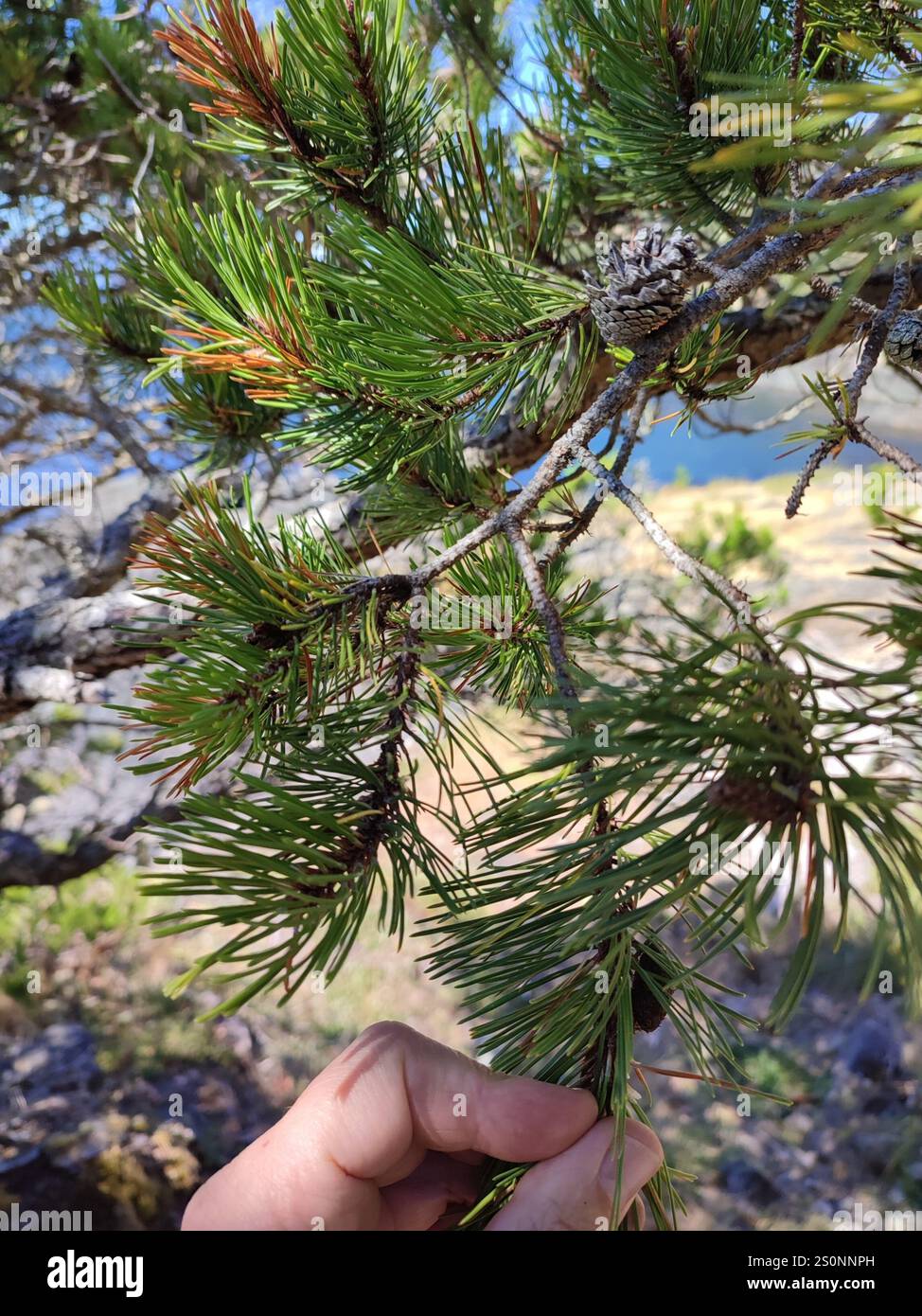 Shore Pine (Pinus contorta contorta Stock Photo - Alamy