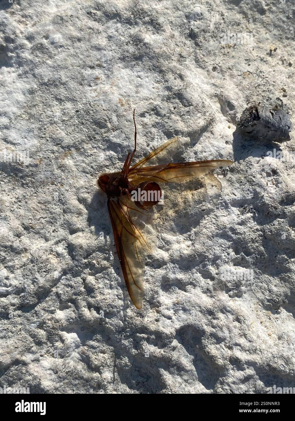 Texas Leafcutter Ant (Atta texana Stock Photo - Alamy