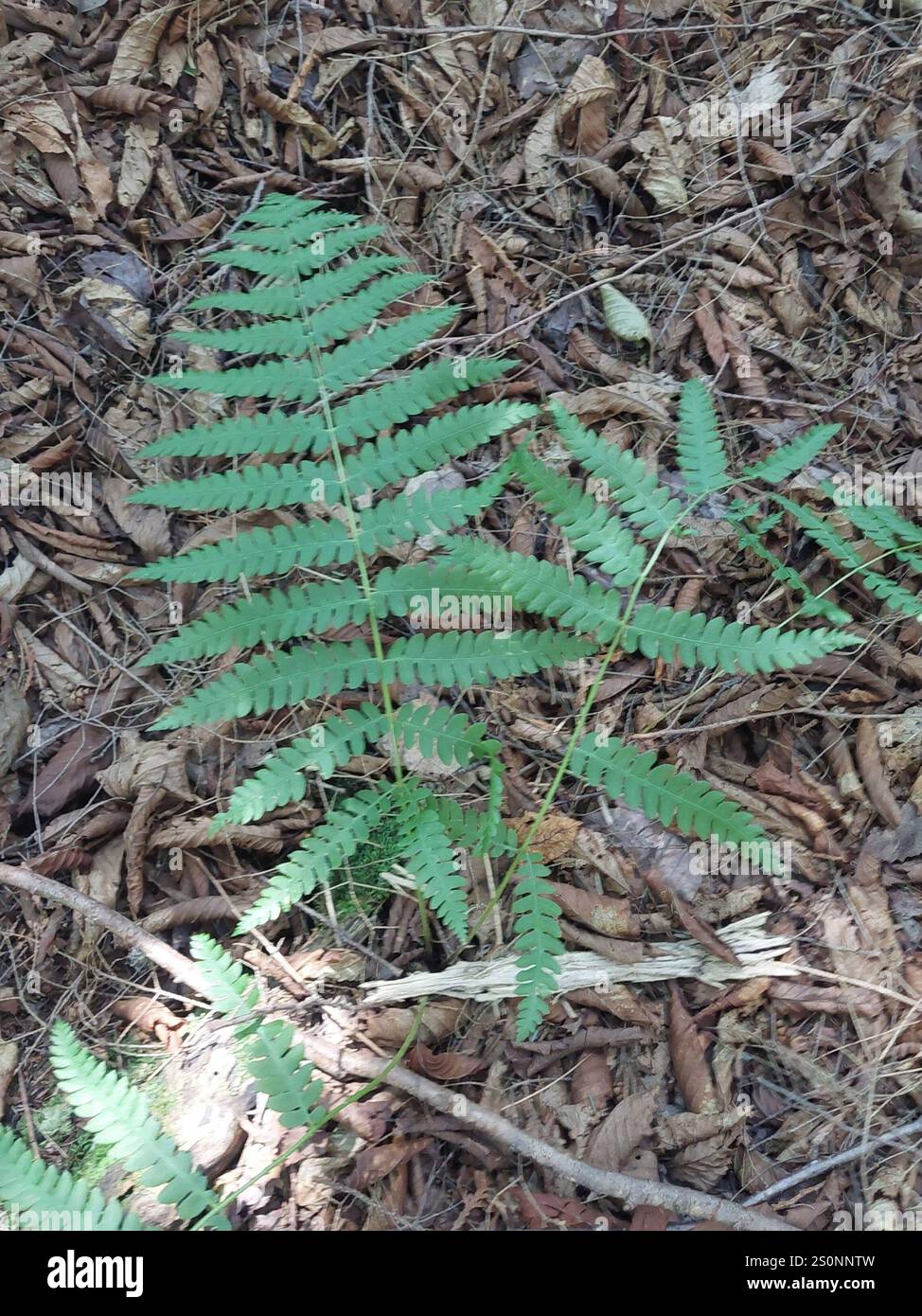 cinnamon fern (Osmundastrum cinnamomeum Stock Photo - Alamy