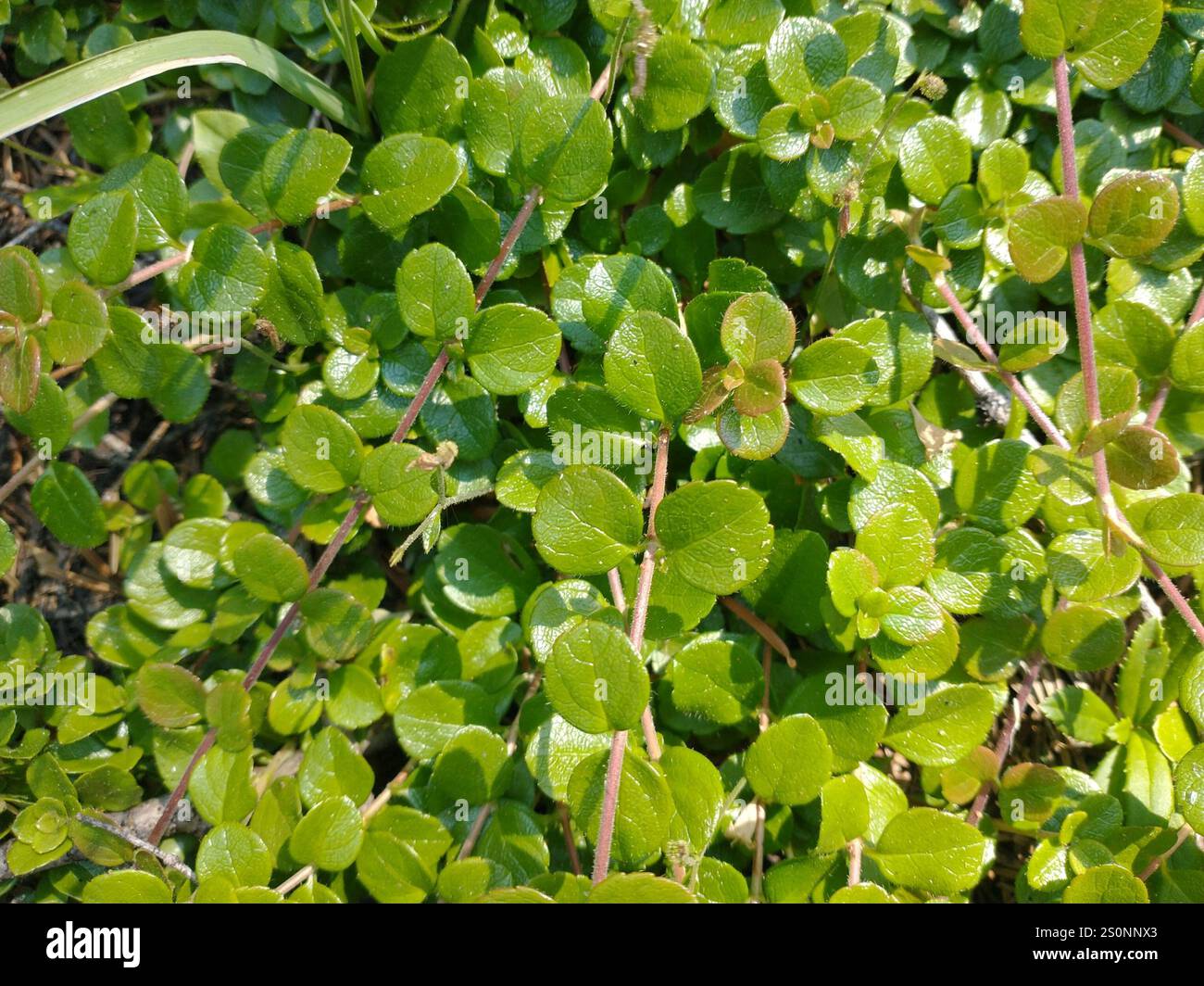 Twinflower (Linnaea borealis Stock Photo - Alamy