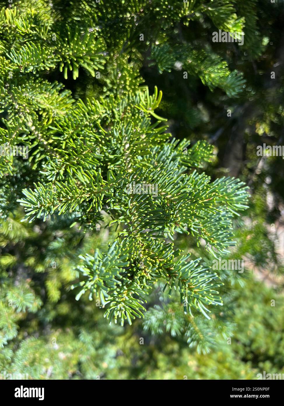 subalpine fir (Abies lasiocarpa Stock Photo - Alamy