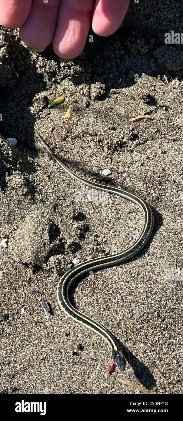 Puget Sound Garter Snake (Thamnophis sirtalis pickeringii Stock Photo ...