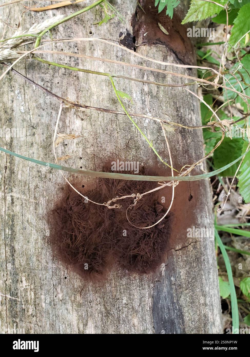 chocolate tube slime (Stemonitis splendens Stock Photo - Alamy