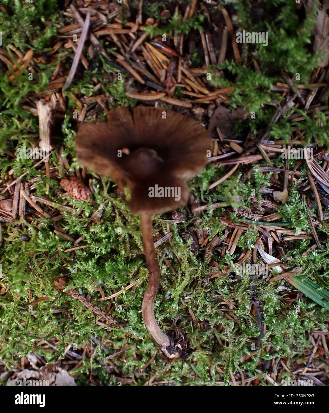bulbous fibrecap (Inocybe napipes Stock Photo - Alamy