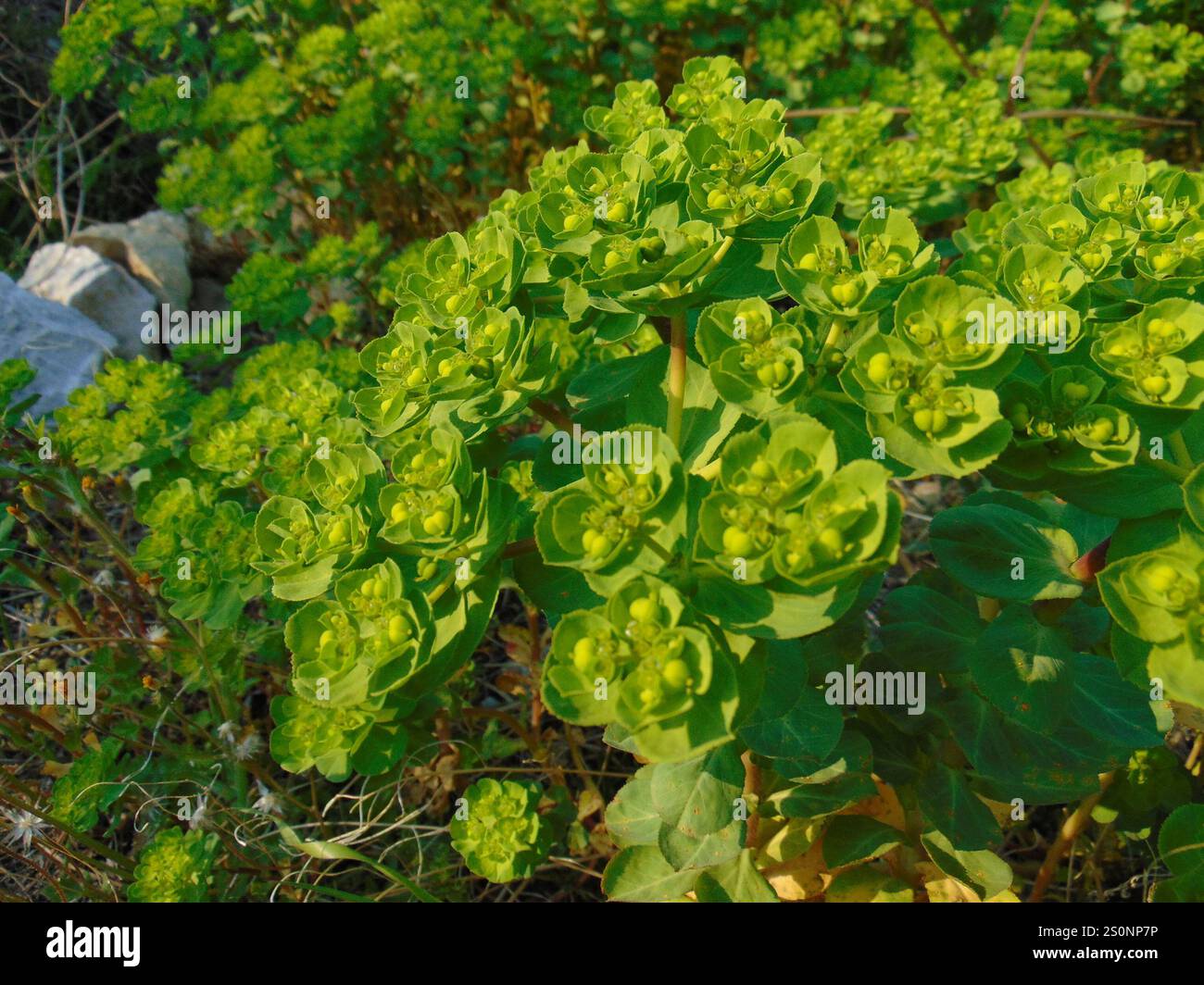 Sun spurge (Euphorbia helioscopia Stock Photo - Alamy