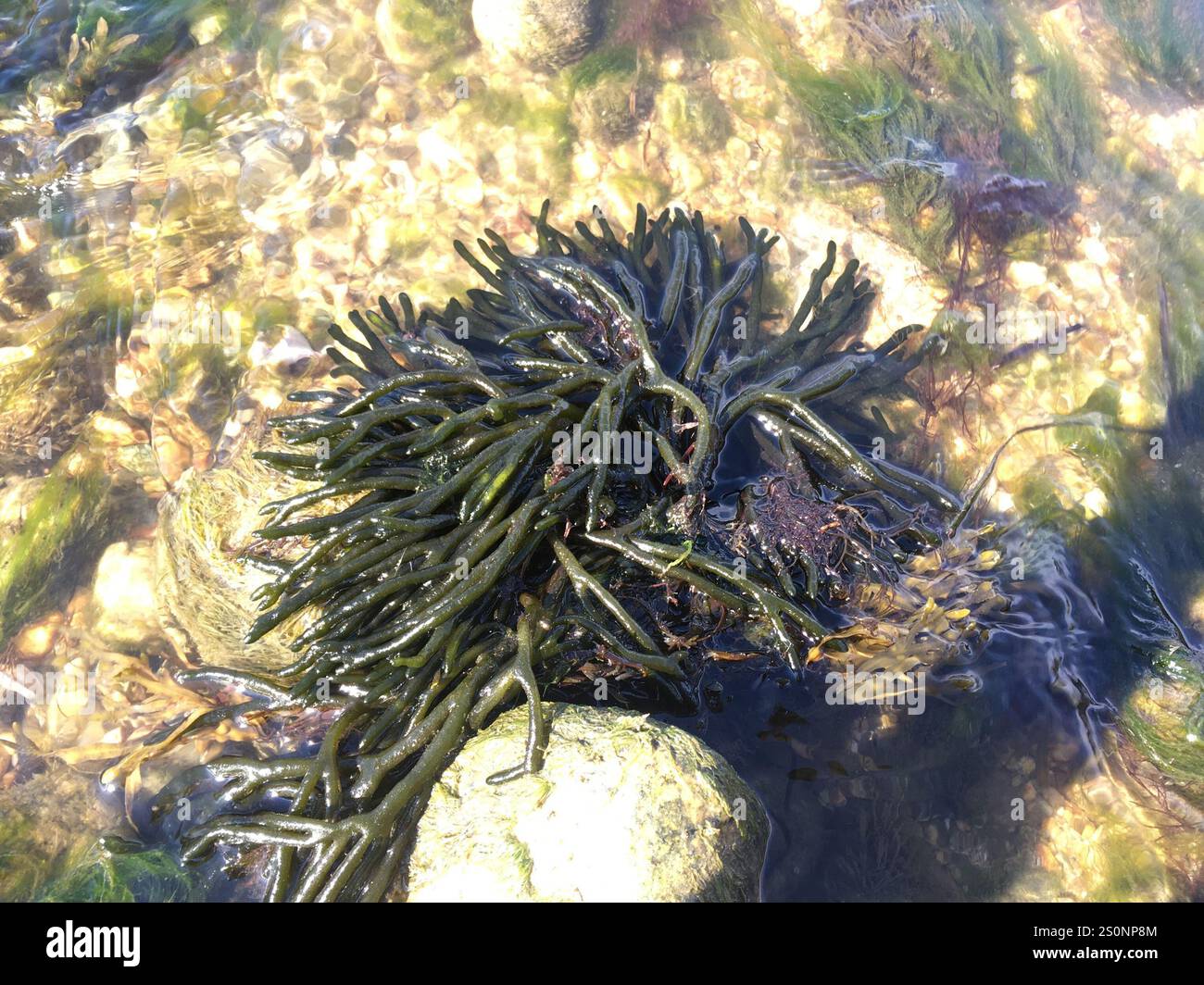 Dead Man's Fingers (Codium fragile Stock Photo - Alamy