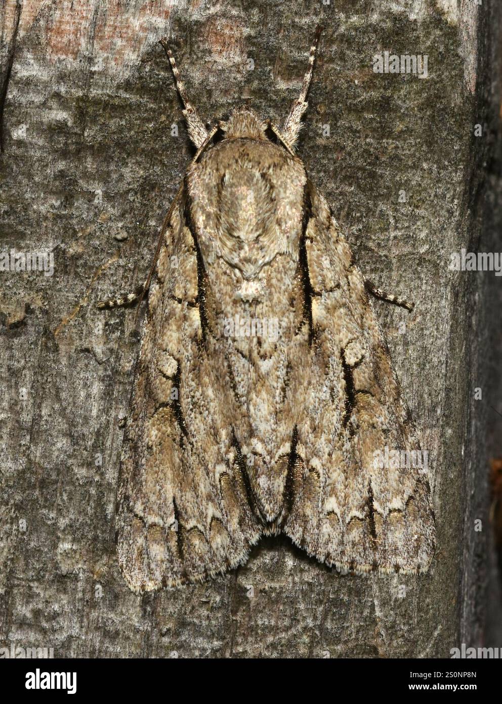 Greater Oak Dagger (Acronicta lobeliae Stock Photo - Alamy