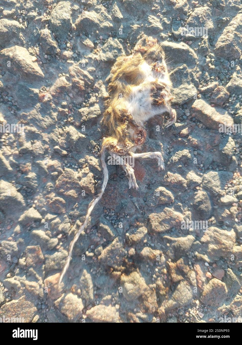 Zapodidae hi-res stock photography and images - Alamy