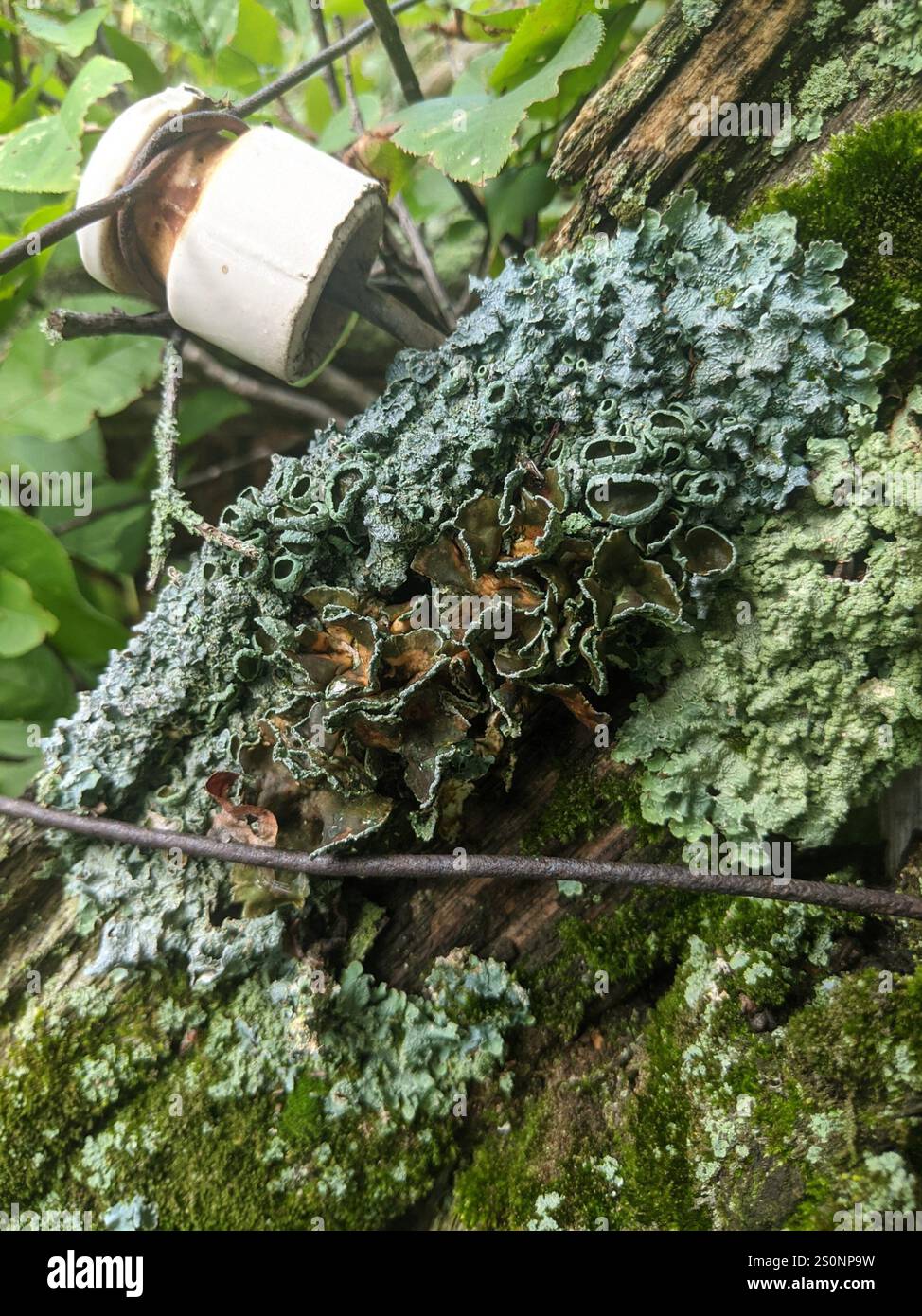 Eastern speckled shield lichen (Punctelia bolliana Stock Photo - Alamy