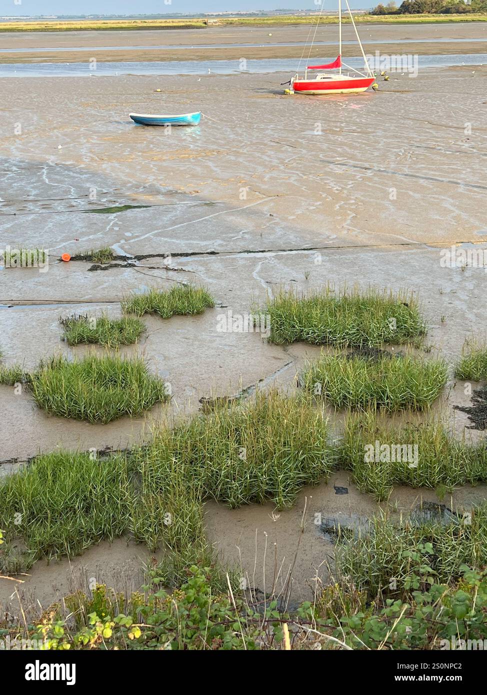 common cordgrass (Sporobolus anglicus Stock Photo - Alamy