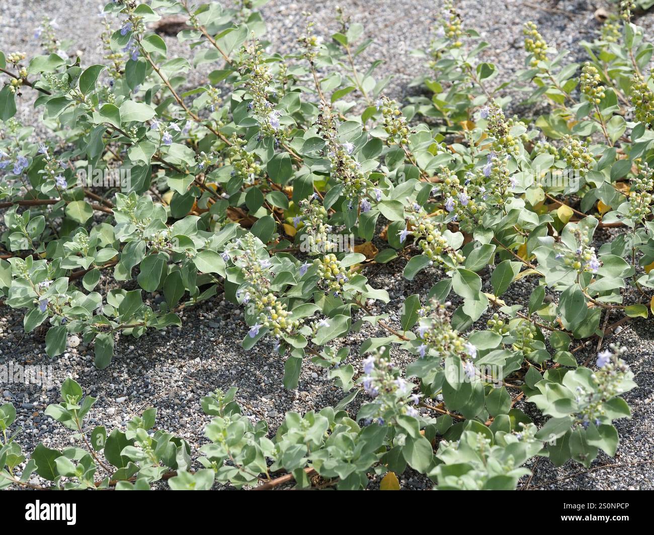 Beach Vitex (Vitex rotundifolia Stock Photo - Alamy