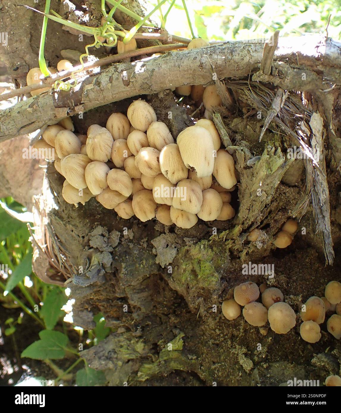 clustered bonnet (Mycena inclinata Stock Photo - Alamy