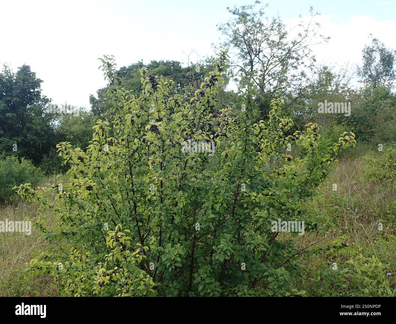 common buckthorn (Rhamnus cathartica Stock Photo - Alamy