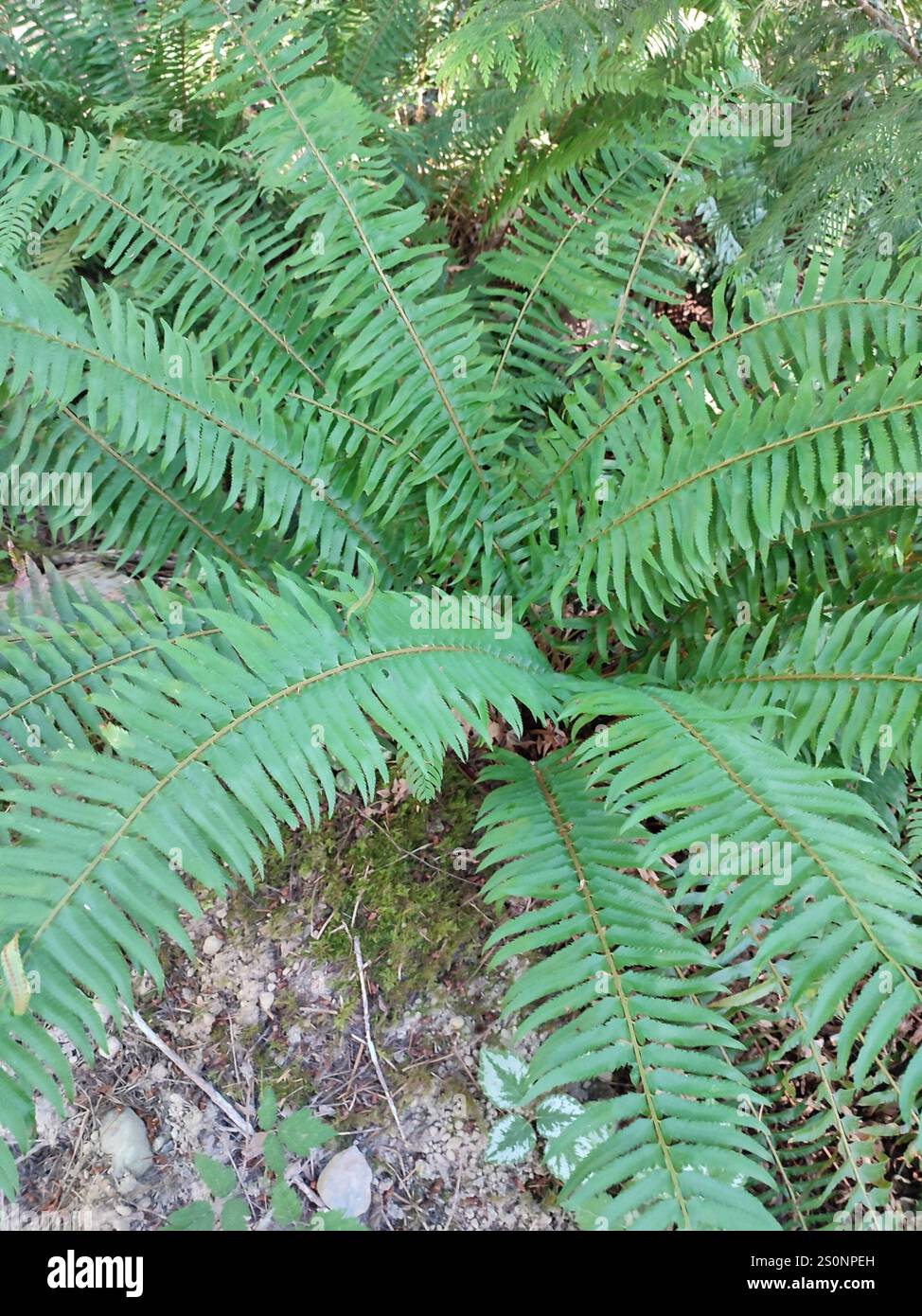 western sword fern (Polystichum munitum Stock Photo - Alamy
