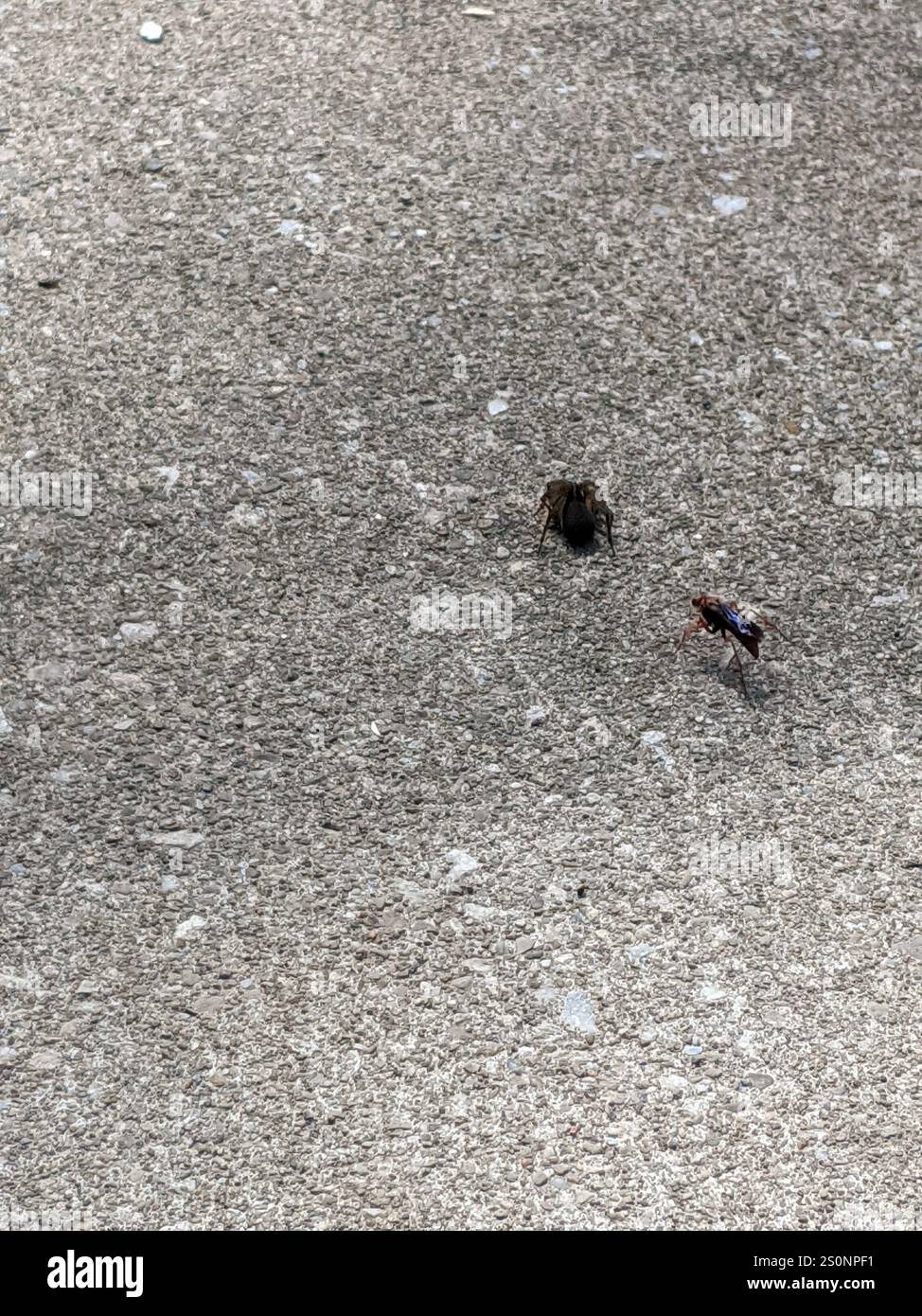 Rusty Spider Wasp (Tachypompilus ferrugineus Stock Photo - Alamy