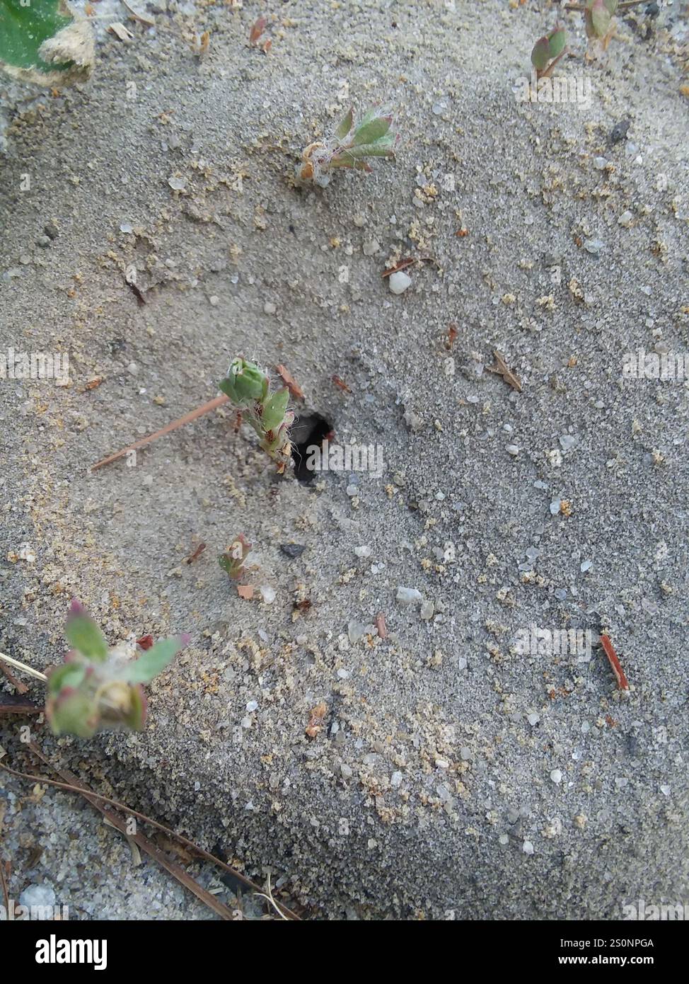 Buren's Pyramid Ant (Dorymyrmex bureni Stock Photo - Alamy