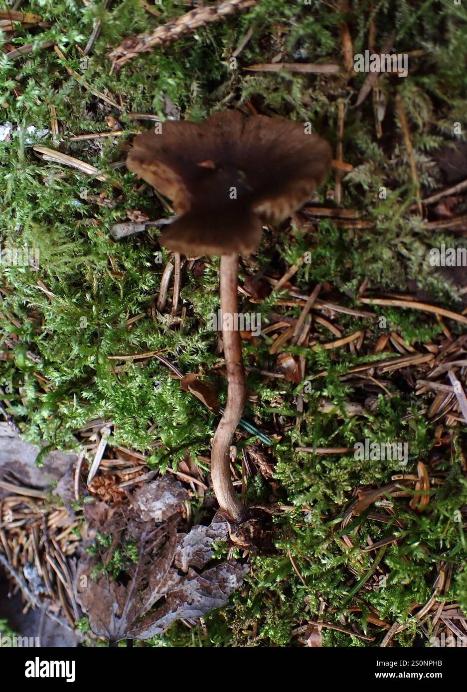 bulbous fibrecap (Inocybe napipes Stock Photo - Alamy
