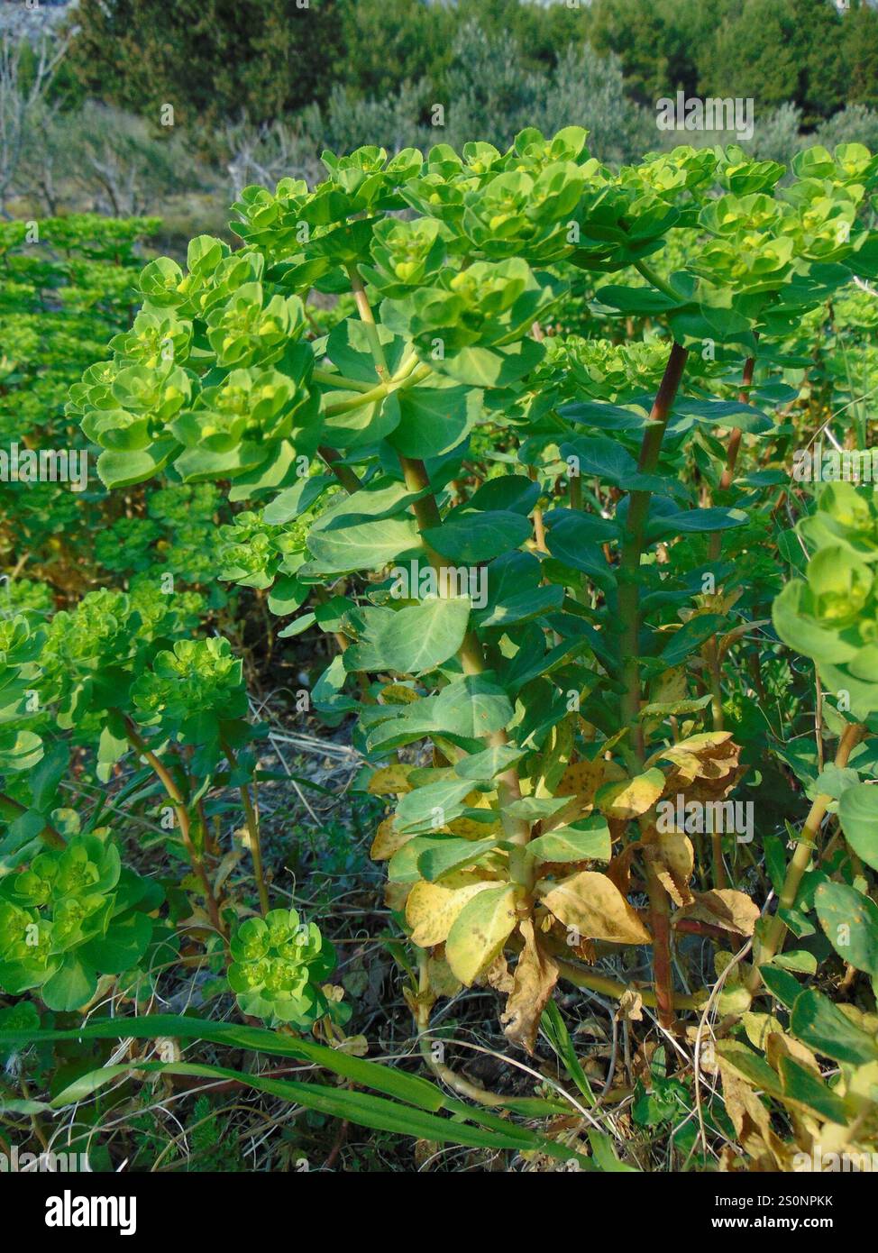 Sun spurge (Euphorbia helioscopia Stock Photo - Alamy