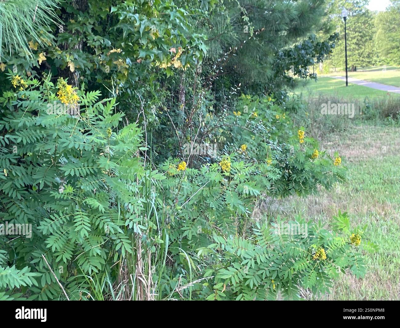 American senna (Senna hebecarpa Stock Photo - Alamy