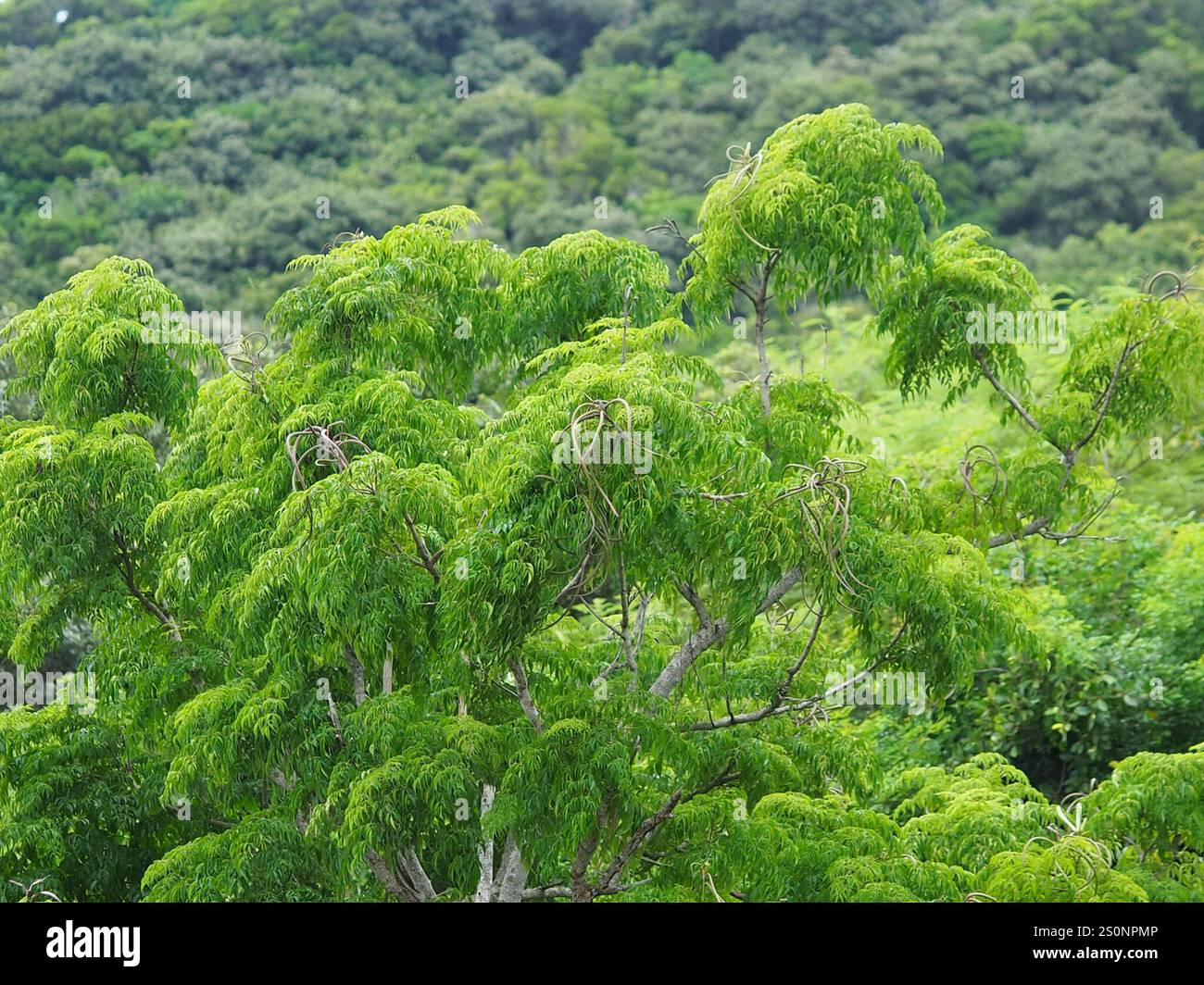 Emerald Tree (Radermachera sinica Stock Photo - Alamy