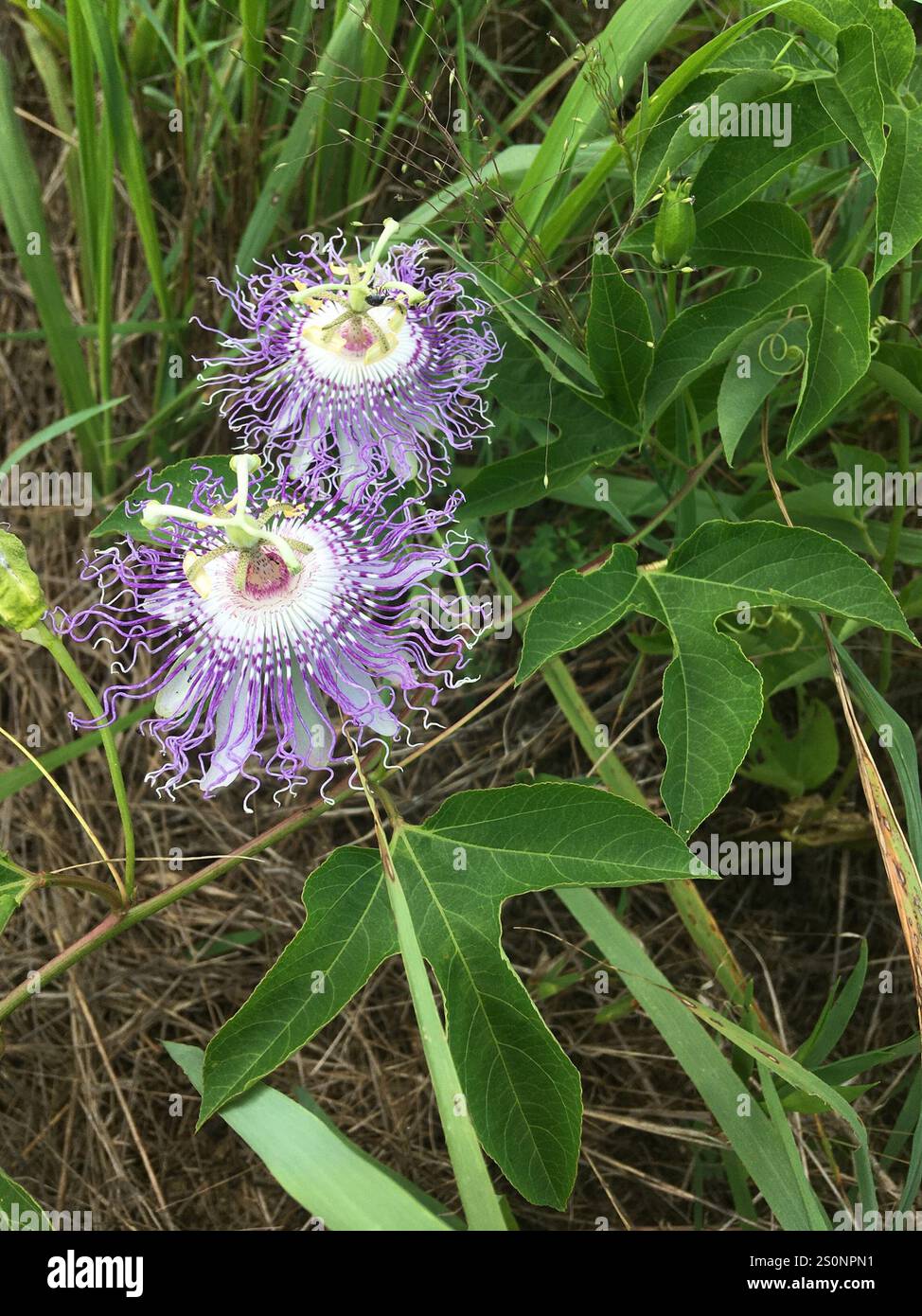 purple passionflower (Passiflora incarnata Stock Photo - Alamy